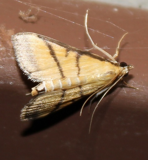 Rice Leaf-roller from Smiths Lake NSW 2428, Australia on March 18, 2024 ...