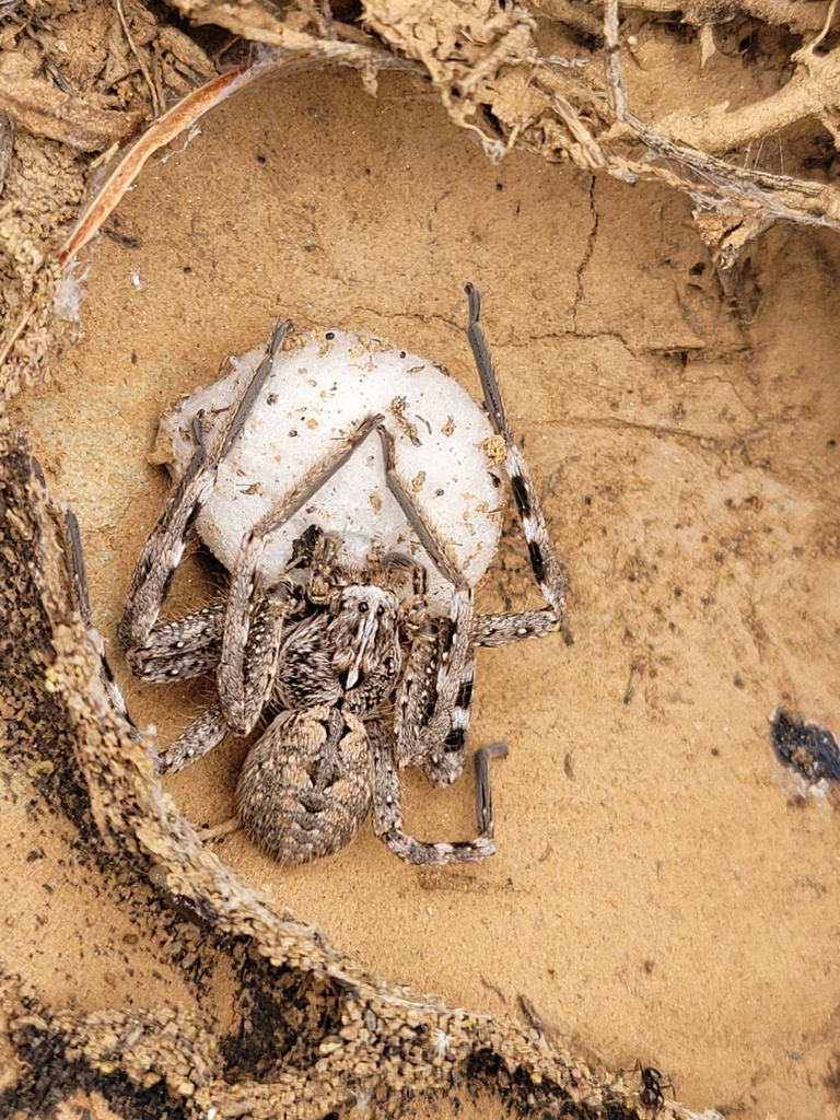 Arid rain spider from Kobus farm, Uniondale. on March 17, 2024 at 10:40 ...