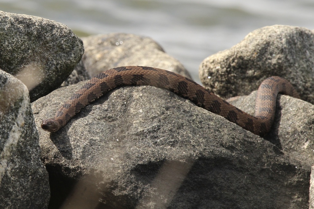 Brown Watersnake from Sand Bay, Virginia Beach, VA, US on March 17 ...
