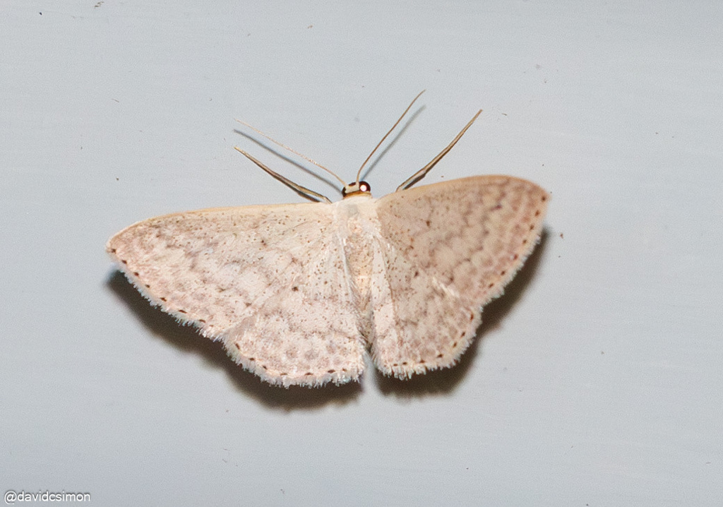 Varied Wave Moth from Bowen Mountain NSW 2753, Australia on March 18 ...
