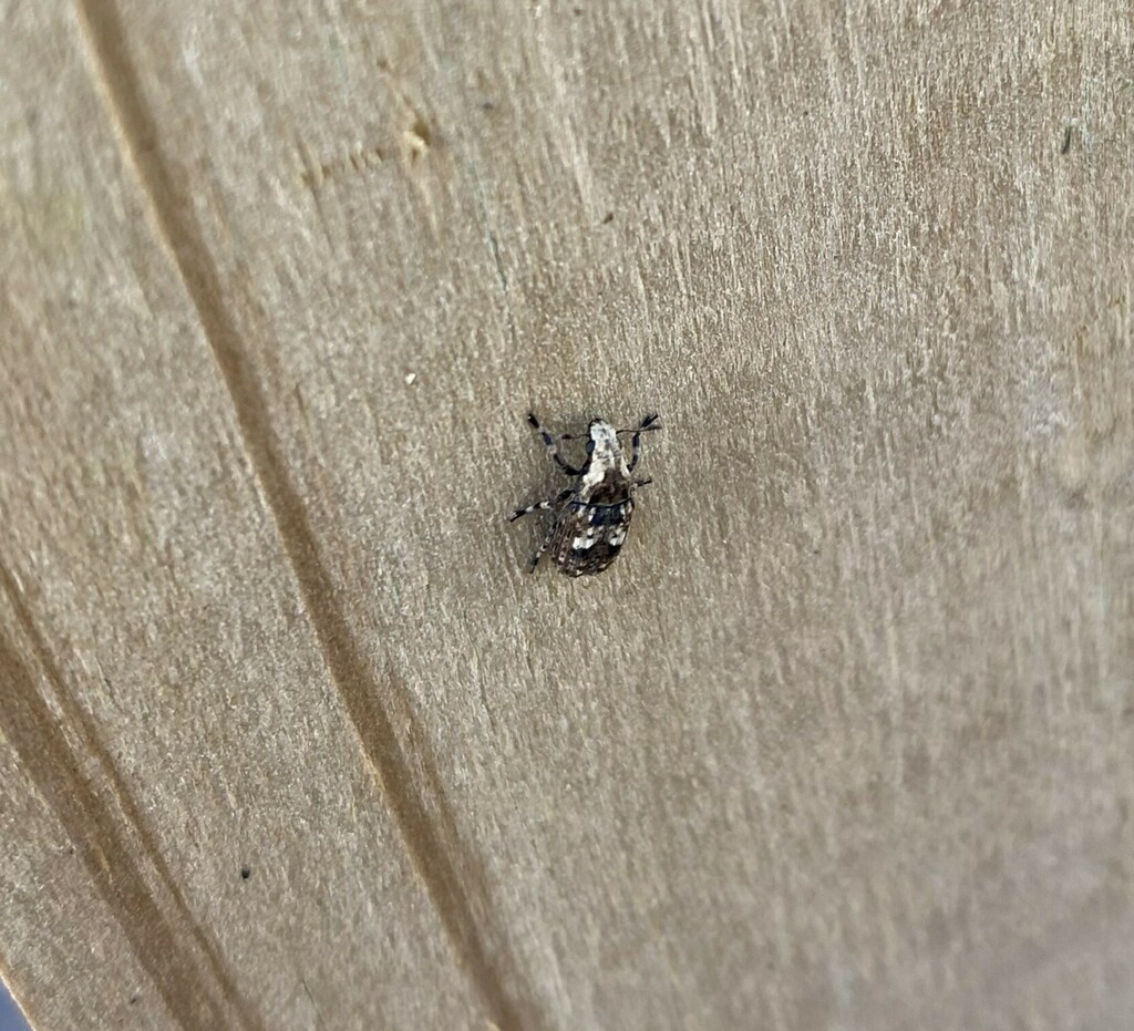 Marbled Fungus Weevil from Monroe County, OH, USA on March 13, 2024 at ...