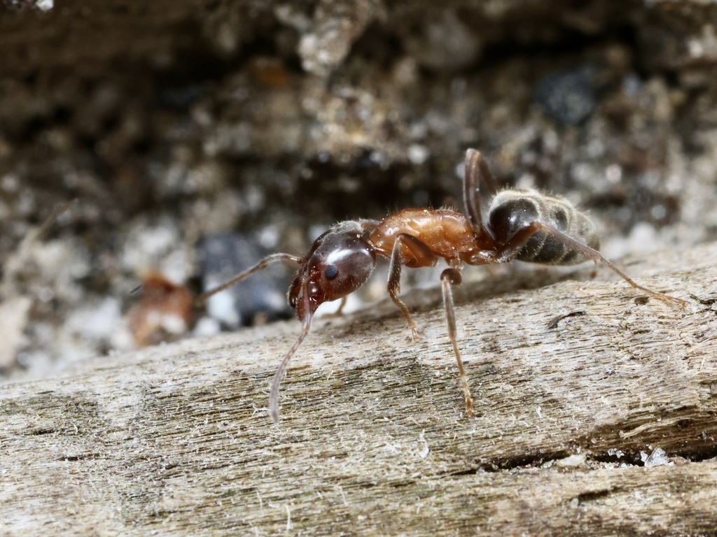 Western Velvety Tree Ant from Yosemite National Park, Coulterville, CA ...