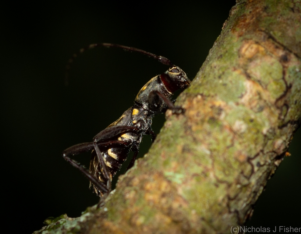 Mesolita lineolata from Tamborine Mountain QLD 4272, Australia on March ...
