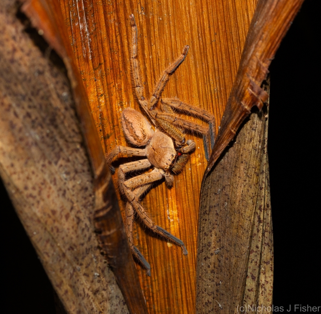 Fireback Huntsman Spider from Tamborine Mountain QLD 4272, Australia on ...