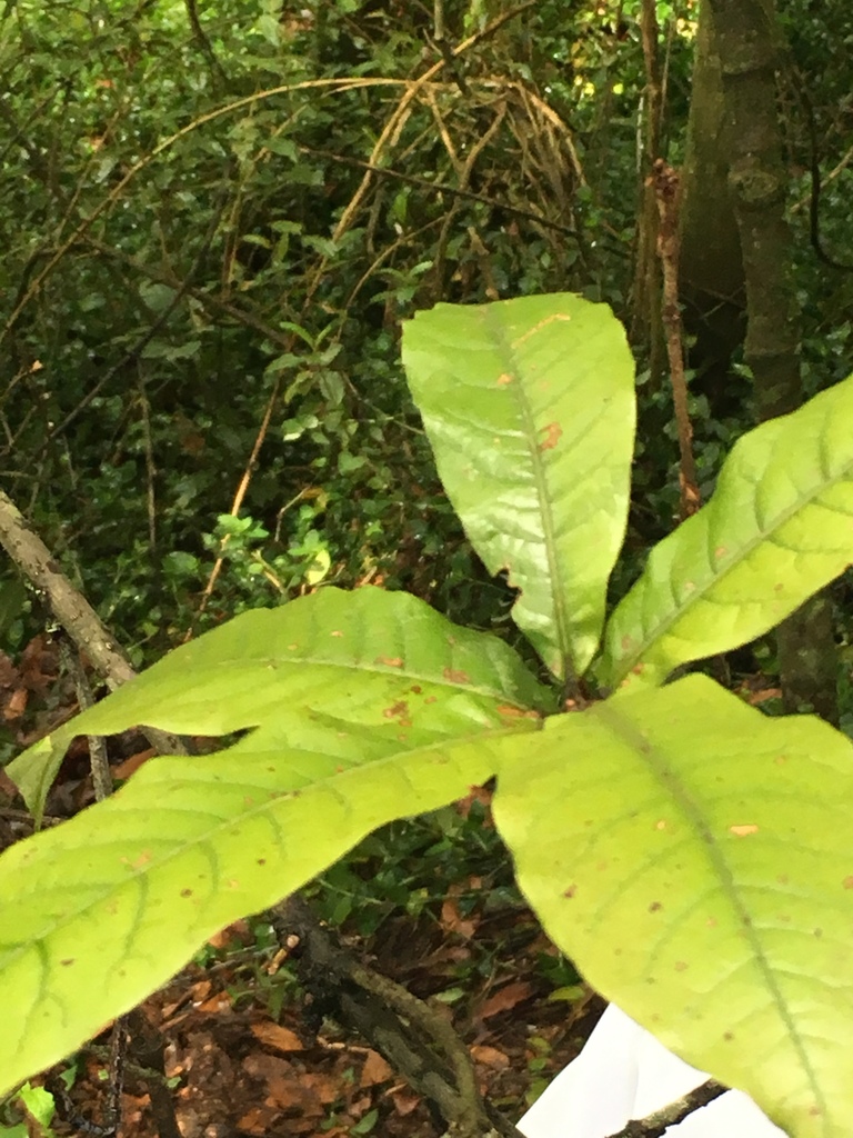 Andean oak in April 2019 by corina44 · iNaturalist