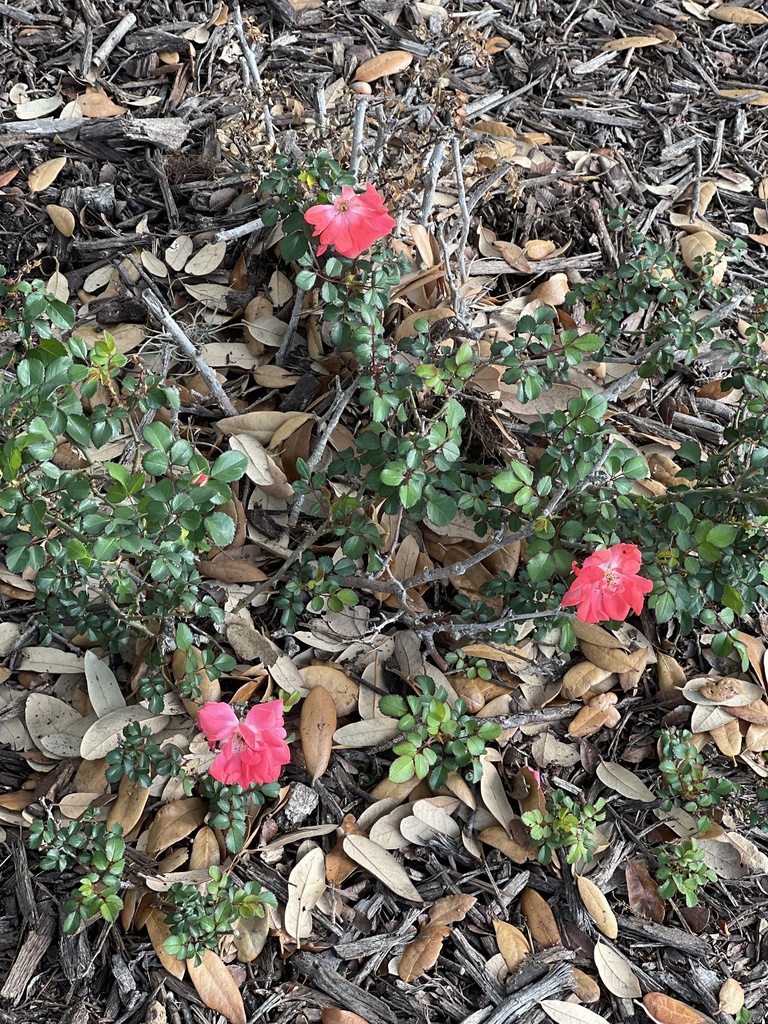 roses from The University of Texas at San Antonio, San Antonio, TX, US ...