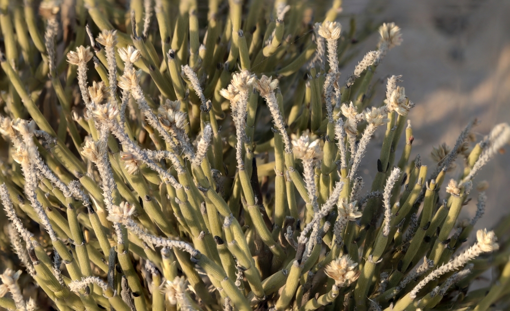 Pencil bush from Erongo, Namibia on October 5, 2022 at 05:39 PM by ...