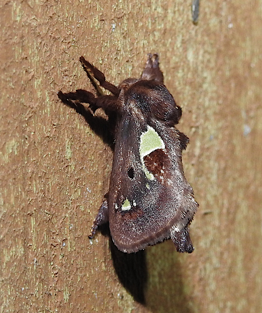 Spiny Oak-slug Moth from Alachua County, FL, USA on March 16, 2024 at ...