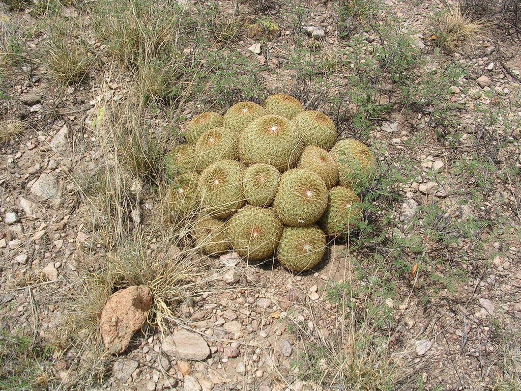 Recurved Cory Cactus in July 2004 by blank21 · iNaturalist