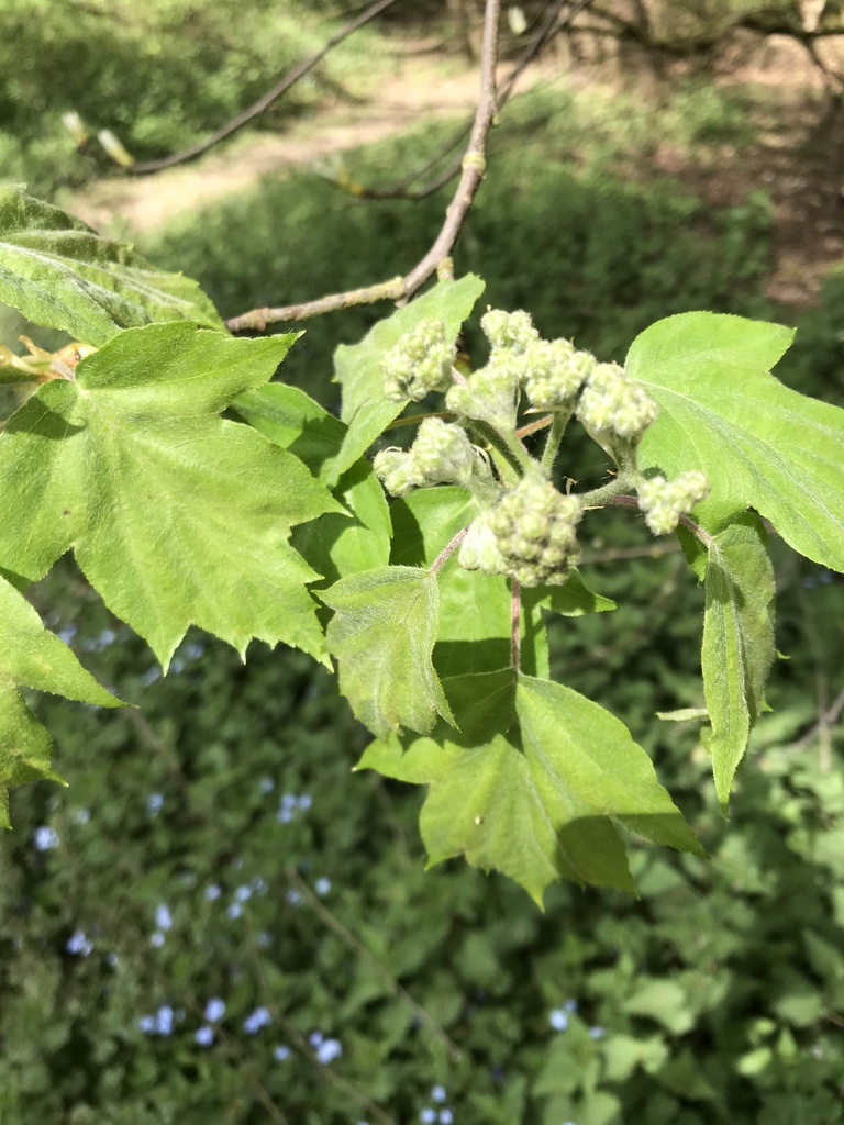 Wild Service-tree from Epping Forest, Loughton, England, GB on April 26 ...