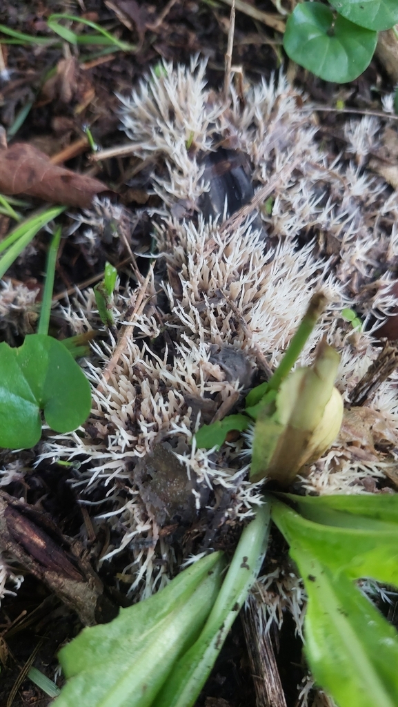 Pterula from Caseros, Santa Fe, Argentina on March 18, 2024 at 09:06 AM ...