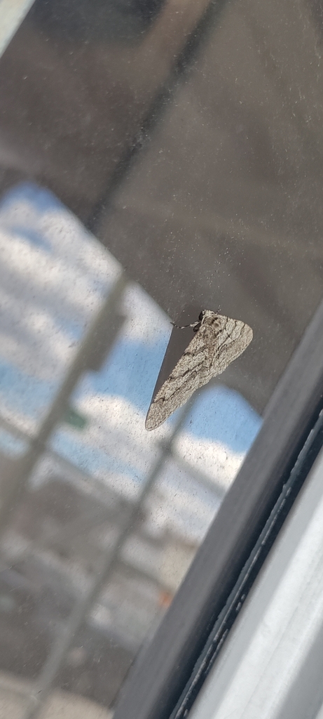 Half-wing Moth from Glen Oaks, NY 11004, USA on March 18, 2024 at 11:53 ...