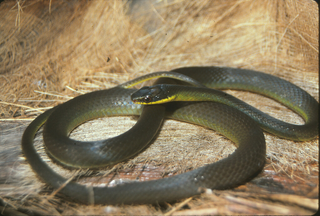 Northern Woodland Racer from Caracaraí - State of Roraima, 69360-000 ...