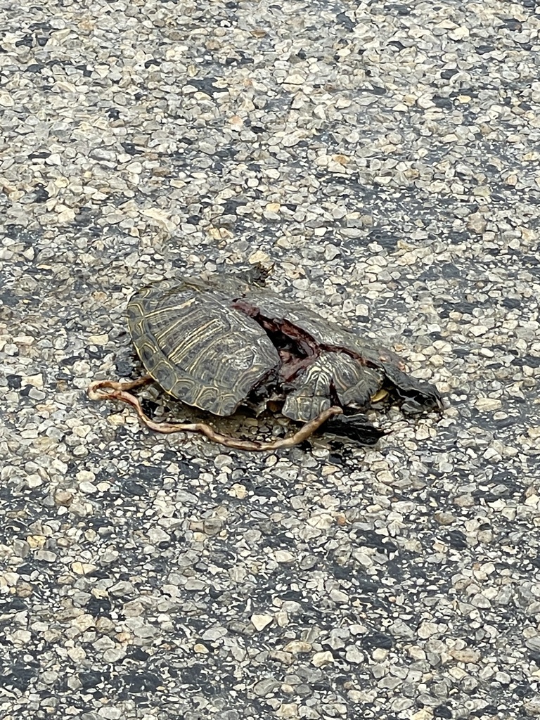 Red-eared Slider from US-183, Mullin, TX, US on March 17, 2024 at 03:10 ...