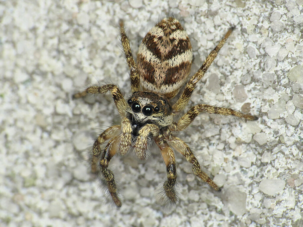 Zebra Jumping Spider (Invertebrates of Mt. Tabor) · iNaturalist