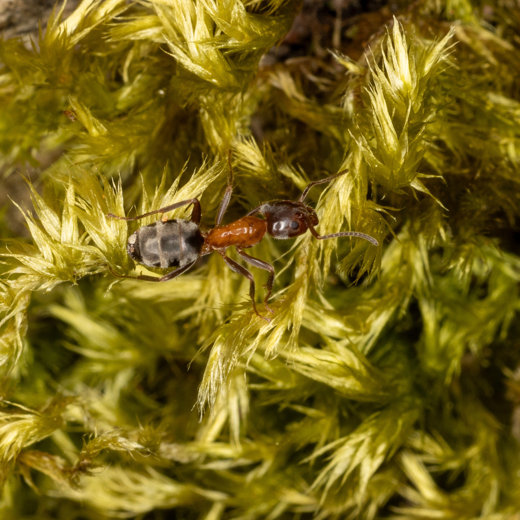 Western Velvety Tree Ant from Spring Park Natural Area, Milwaukie, OR ...