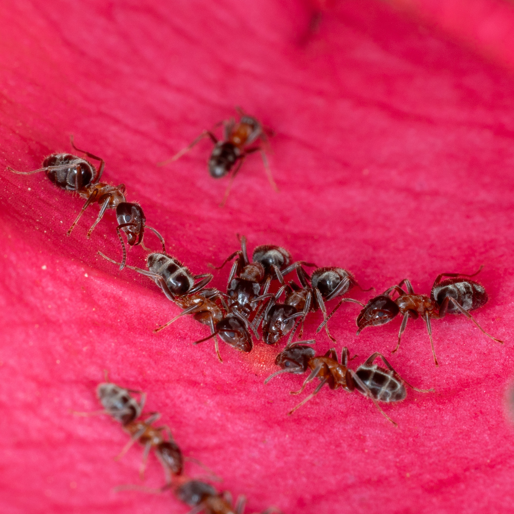 Western Velvety Tree Ant from Spring Park Natural Area, Milwaukie, OR ...
