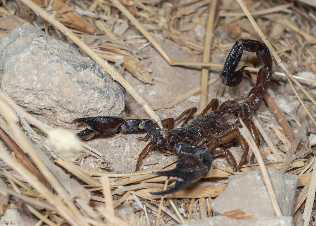 Jericho Scorpion from הגלבוע, ישראל on September 5, 2021 at 09:06 PM by ...