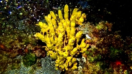Gold Sponge from Playa Chica, Lanzarote on March 24, 2016 by Eliana ...