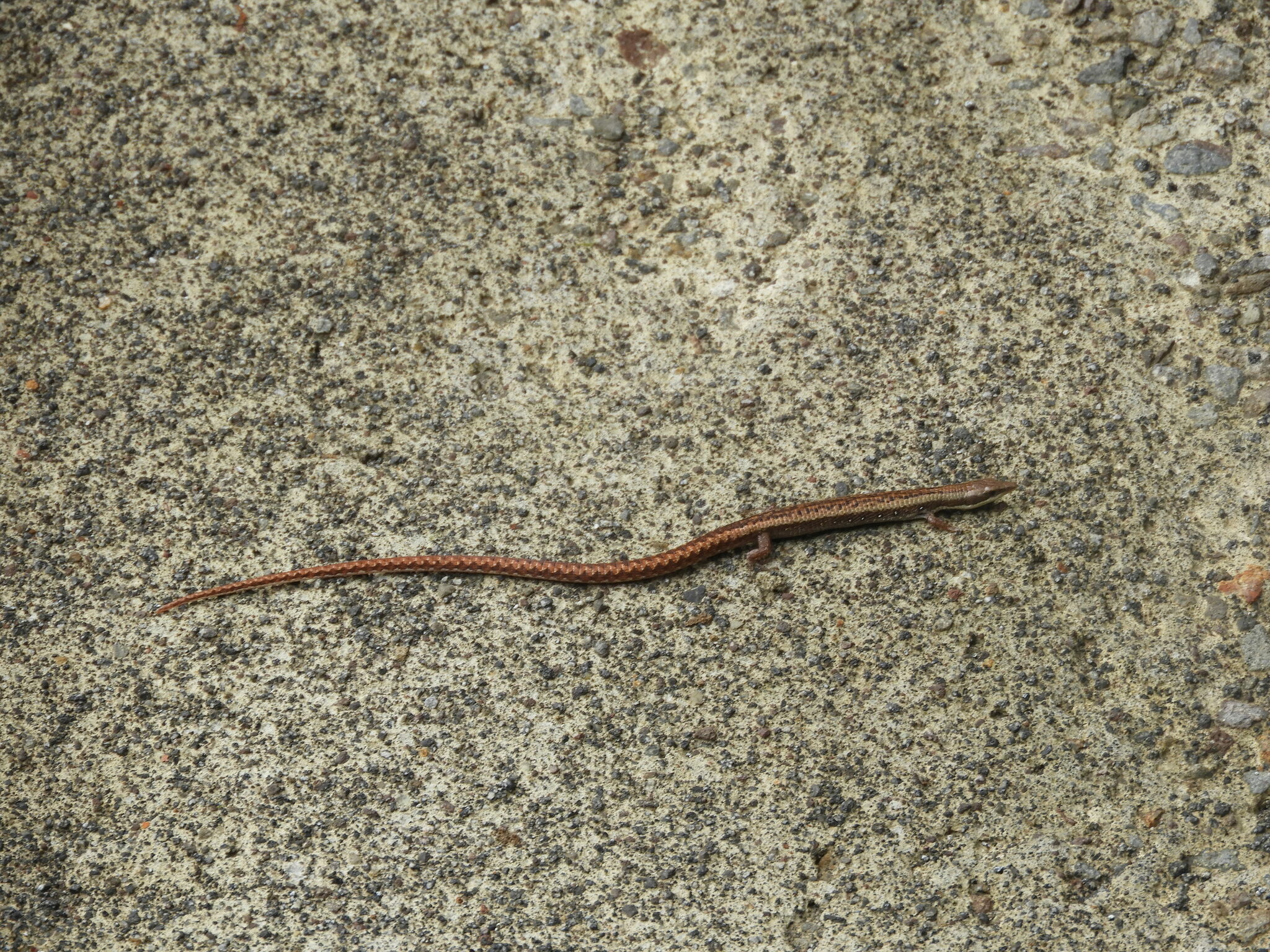 STRI Research Portal Detailed Collection Record Information