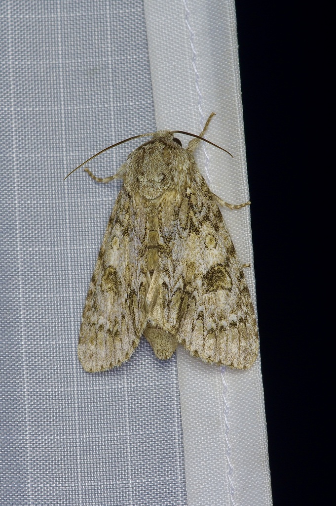 Hackberry Dagger from Pleasant Valley, Austin, TX 78741, USA on March ...