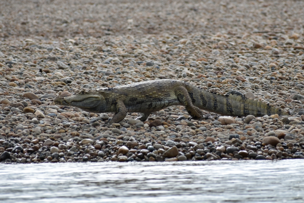 Typical Caimans from 17500, Peru on March 7, 2024 at 07:34 AM by ...