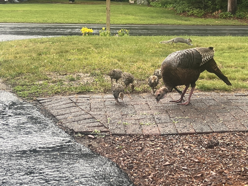 Wild Turkey from Centerville, Barnstable, MA, USA on June 17, 2023 at ...
