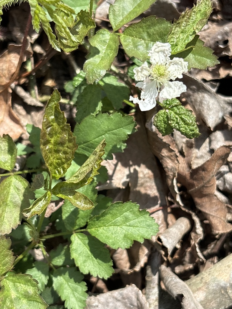 southern dewberry from County Road 4950, Pittsburg, TX, US on March 18 ...