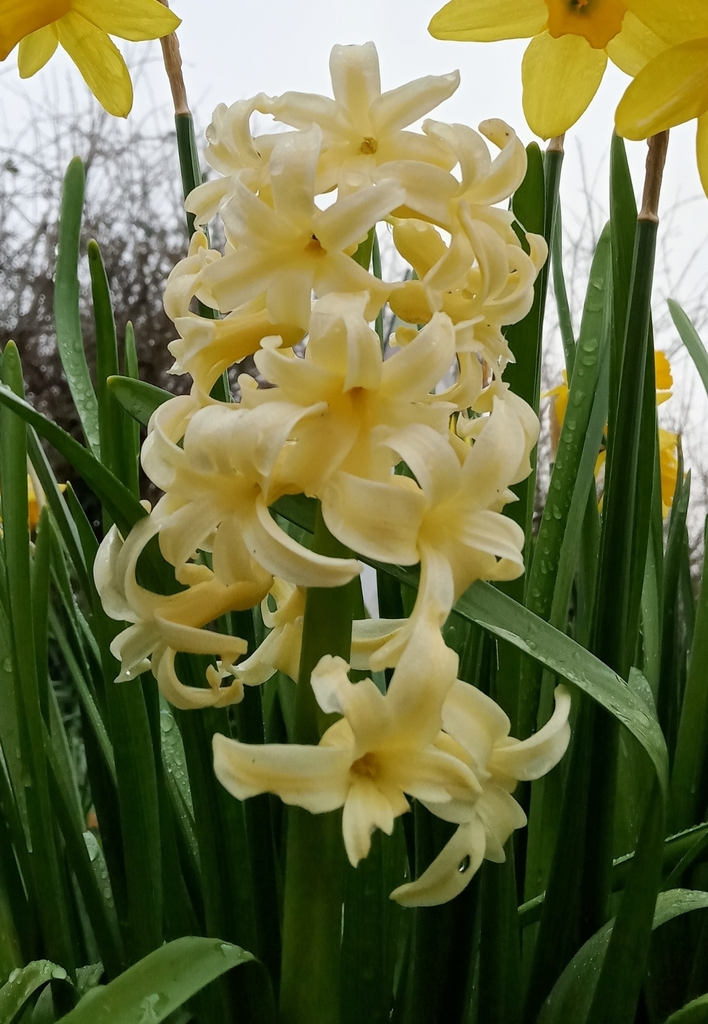 Hyacinth from Pottery, Pilling, Preston PR3 6HB, UK on March 18, 2024 ...