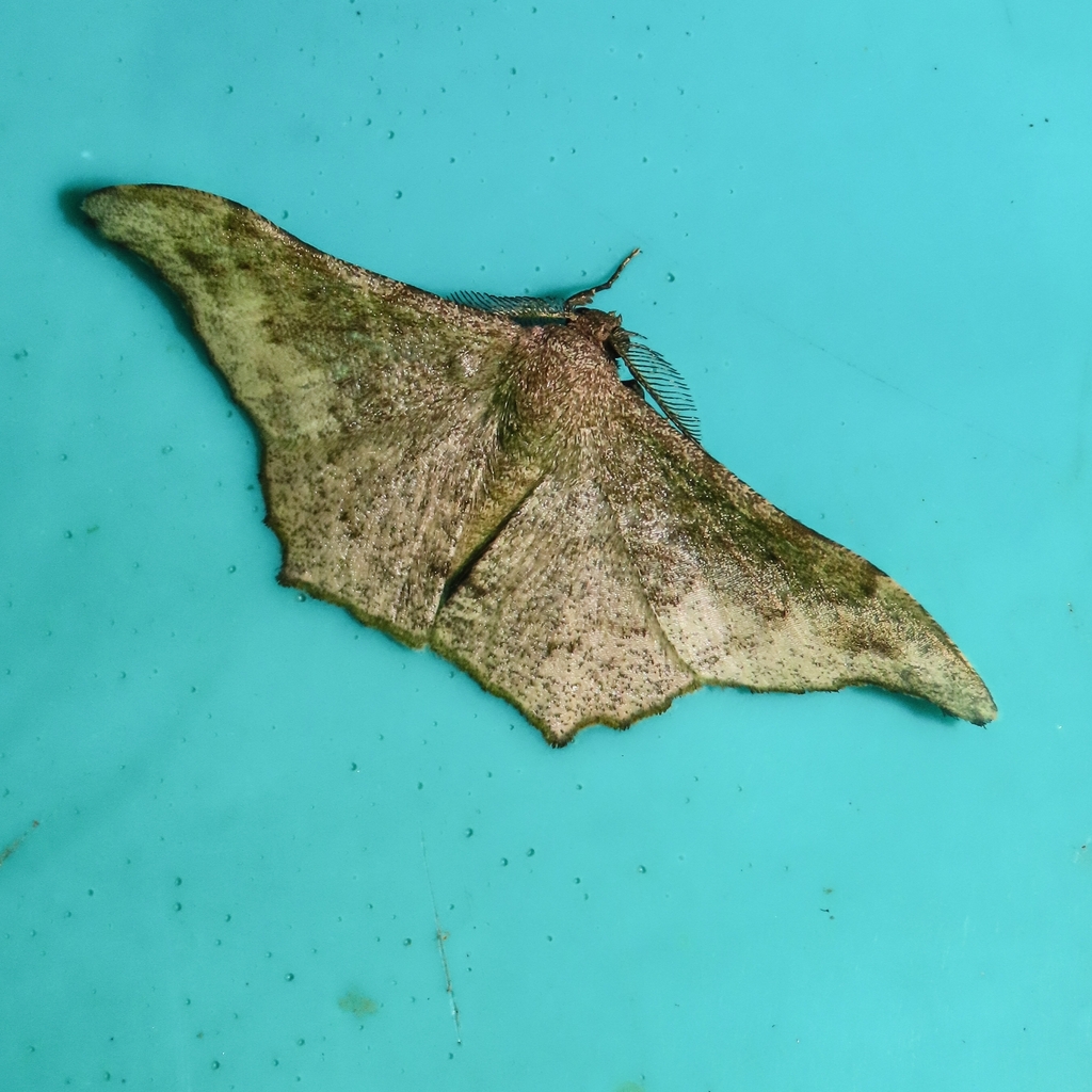 Black Looper from Assam 788727, India on February 27, 2024 at 10:46 PM ...