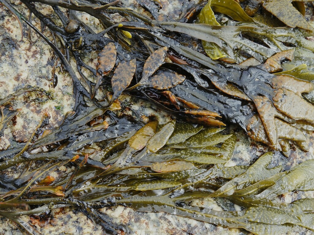 Rockweed from Sandwich, MA 02563, USA on March 17, 2024 at 12:03 AM by ...