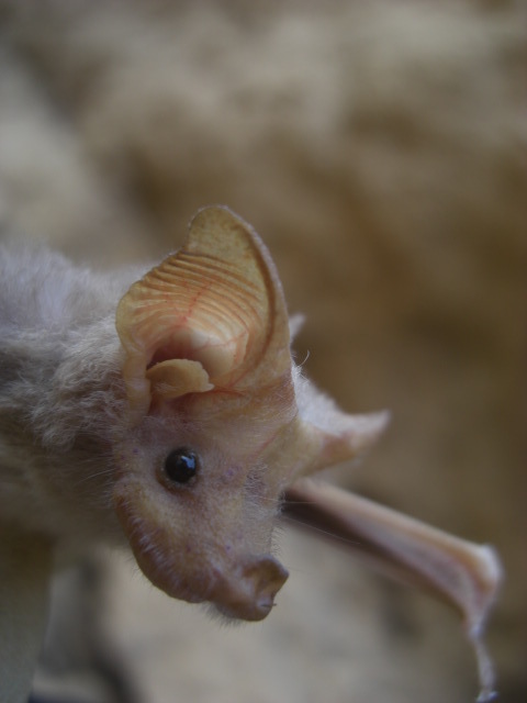 Egyptian mouse-tailed bat (Bats of Africa) · iNaturalist
