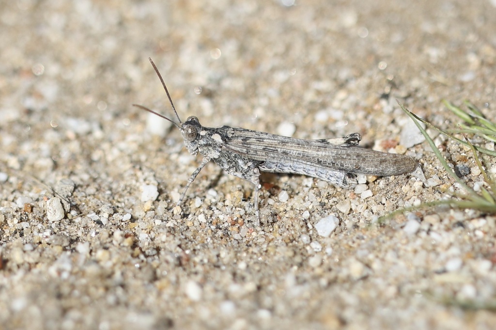 Anconia from San Diego County, CA, USA on March 17, 2024 at 01:19 PM by ...