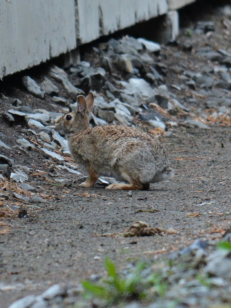Eastern Cottontail from Texas, US on April 29, 2016 by Ryan Blankenship ...