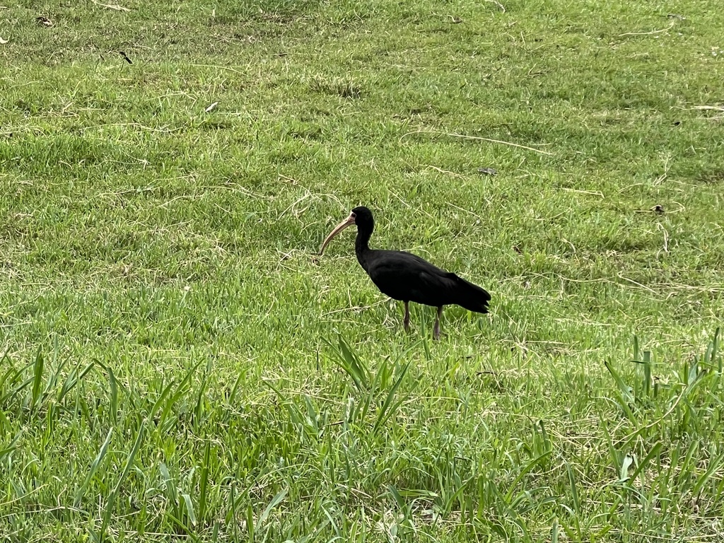 Bare-faced Ibis from Ilha de Santa Catarina, Florianópolis, SC, BR on ...