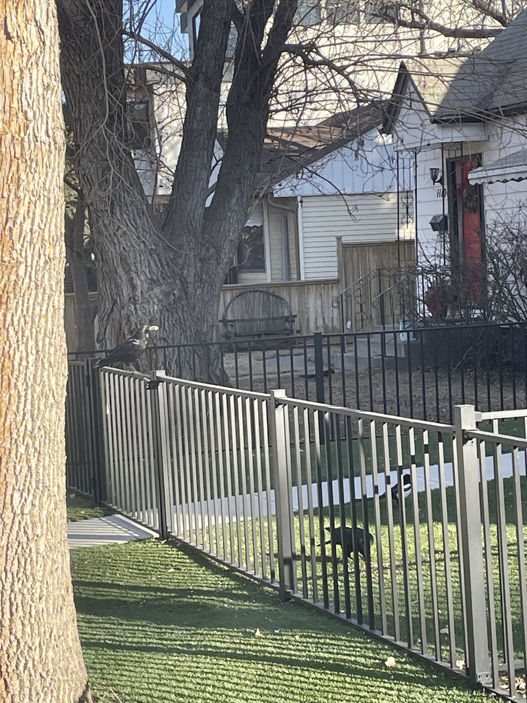 American Crow from Russet Rd NE, Calgary, AB, CA on March 18, 2024 at ...