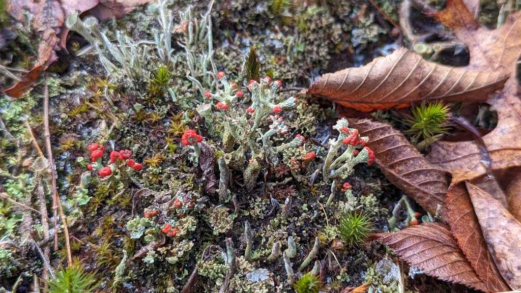 British soldier lichen from Cold Spring Township, PA, USA on February 5 ...