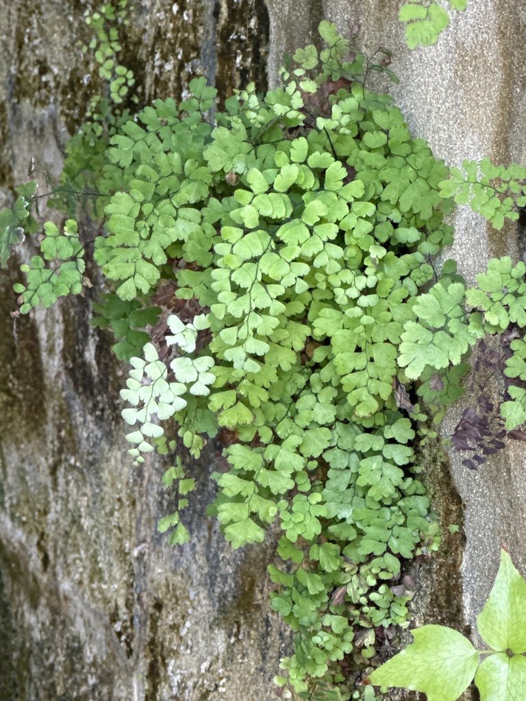 Bermuda maidenhair fern from Scaur Hill Fort Park, BM on March 18, 2024 ...