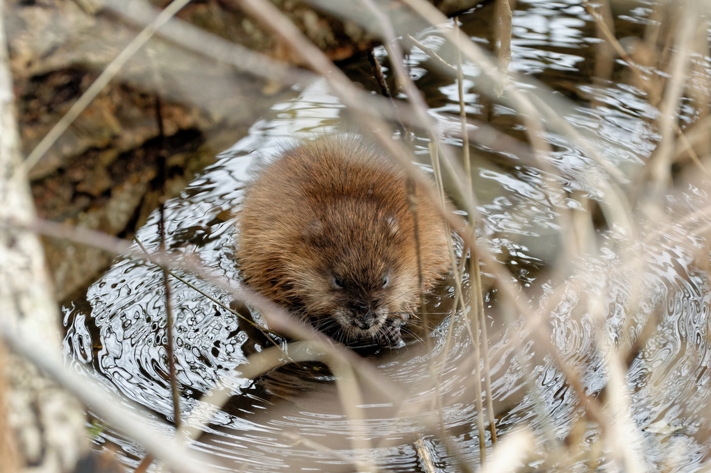 Muskrat from Saint-Quentin-en-Tourmont, France on March 10, 2024 at 01: ...
