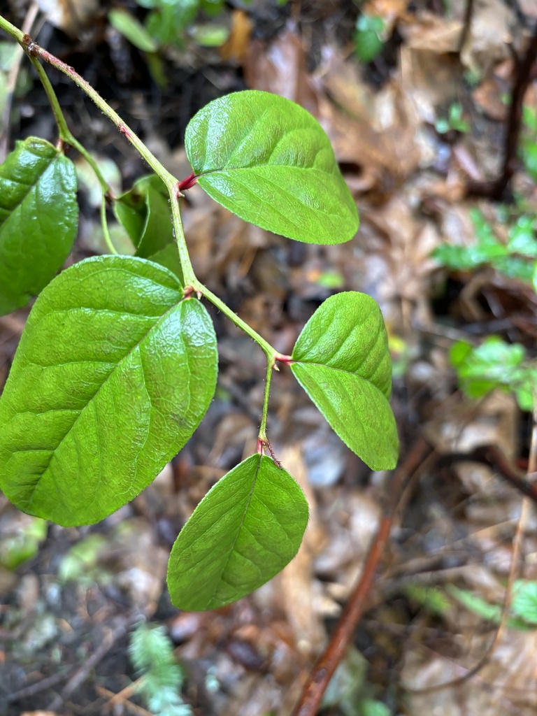 salal from Mystic Vale, Oak Bay, BC, CA on January 22, 2024 at 01:28 PM ...