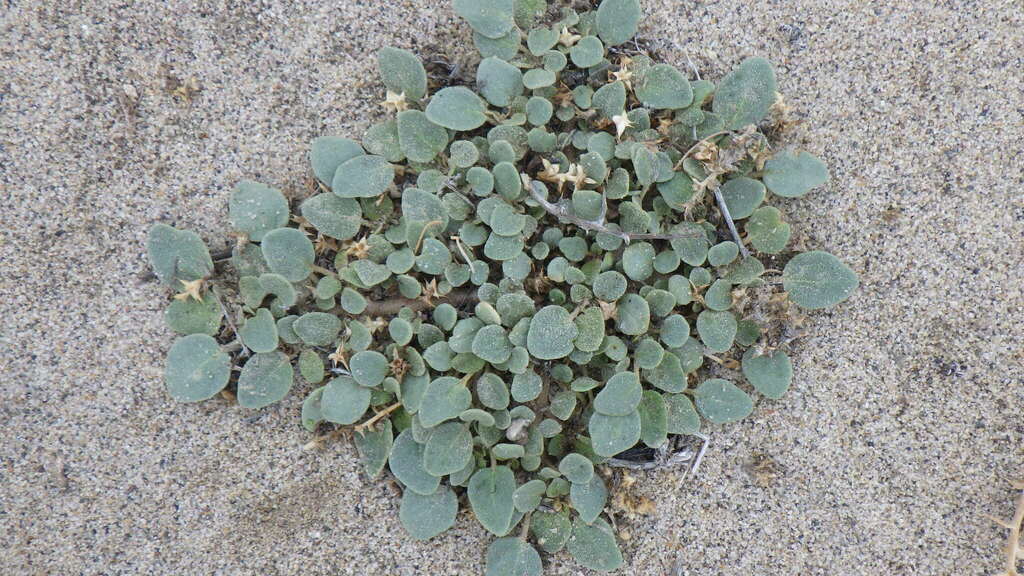transmontane sand-verbena from Inyo County, CA, USA on March 16, 2024 ...