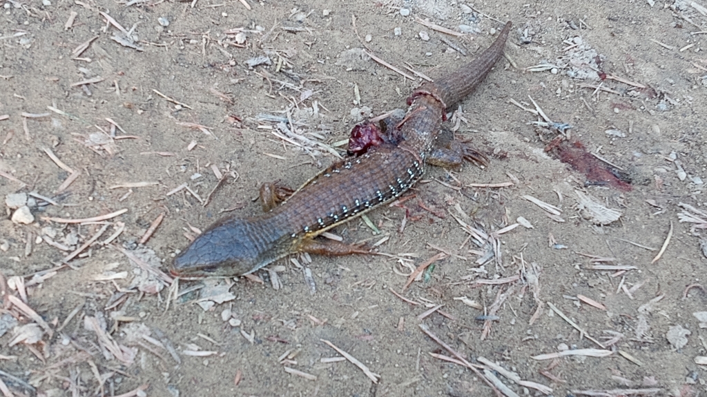 Northern Alligator Lizard from California, US on February 25, 2024 at ...
