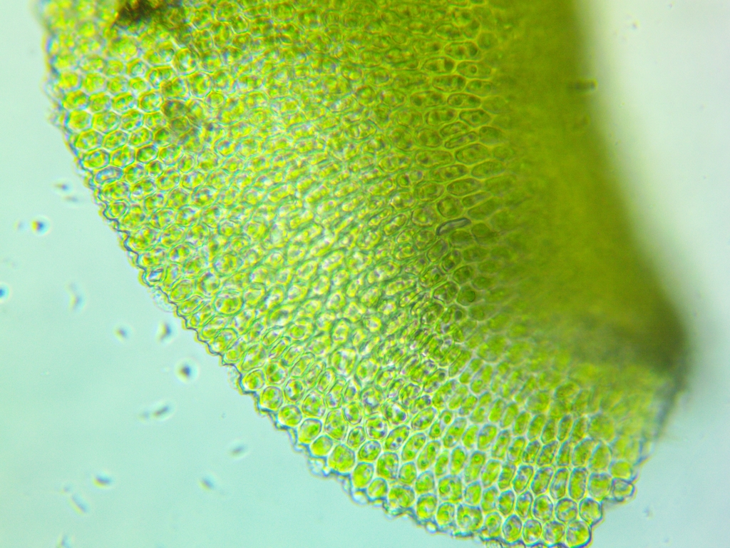 Dwarf Anomodon Moss (Anomodon minor) - Botanical Realm