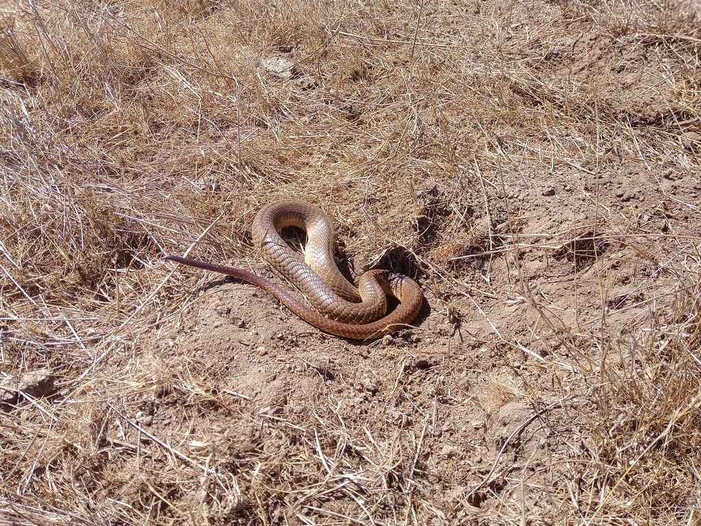 Cape Cobra from West Coast Road, R27, Yzerfontein, 7351, South Africa ...