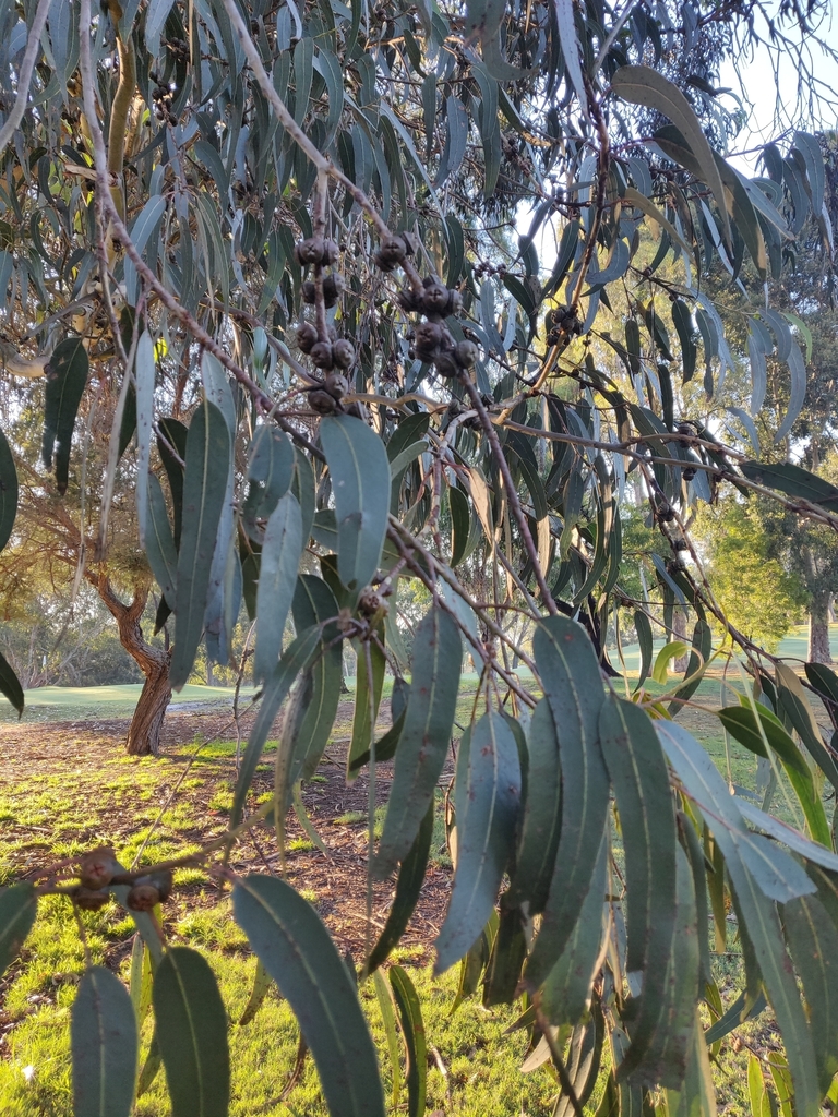 Victorian blue gum from Kew East VIC 3102, Australia on March 18, 2024 ...