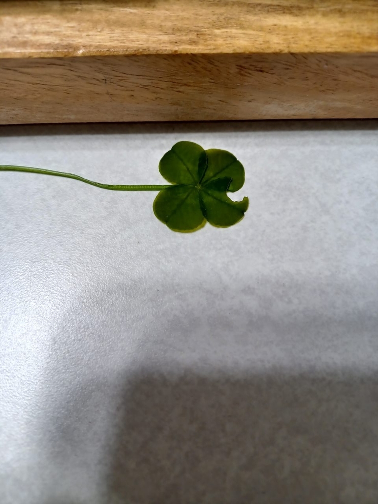 white clover from Spring Lake, MI 49456, USA on November 7, 2021 by ...
