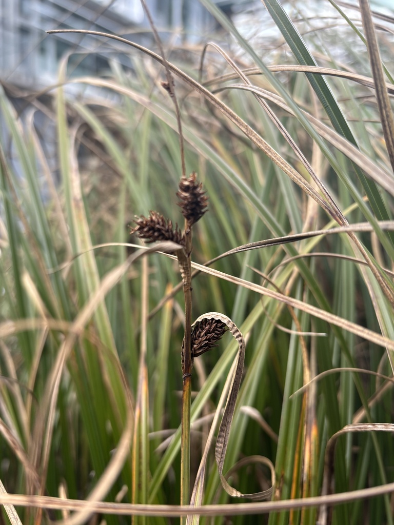 true sedges from University of Victoria, Saanich, BC, CA on February 26 ...