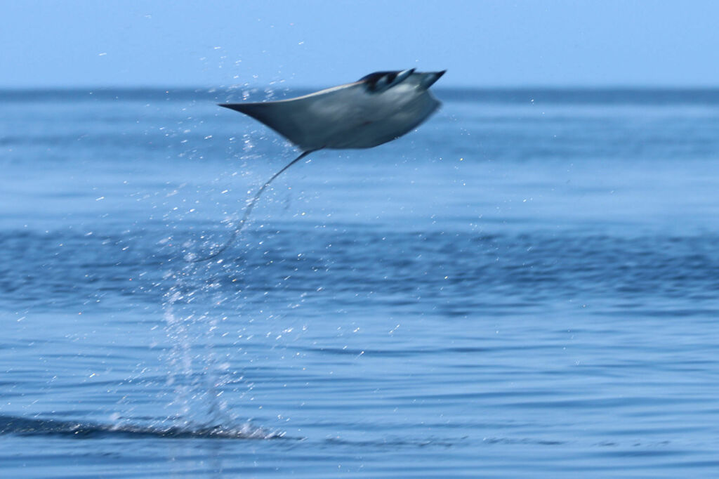 Munk's Pygmy Devil Ray in March 2024 by William Hull · iNaturalist
