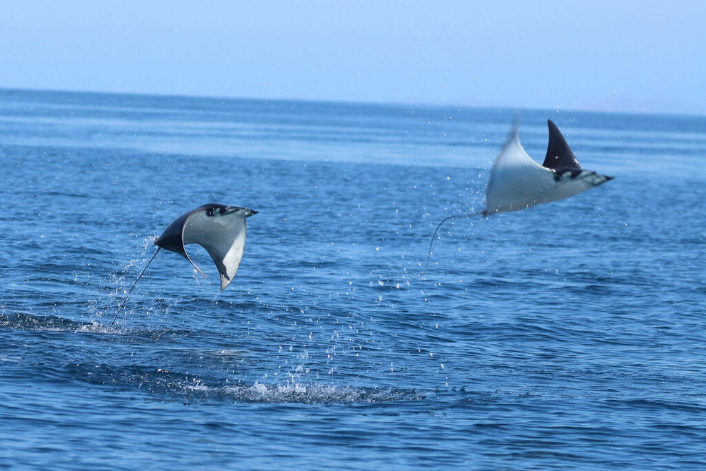 Munk's Pygmy Devil Ray in March 2024 by William Hull · iNaturalist