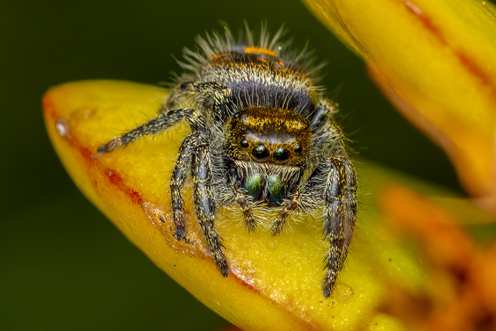 Bold Jumping Spider from Manhattan Beach, CA 90266, USA on February 23 ...